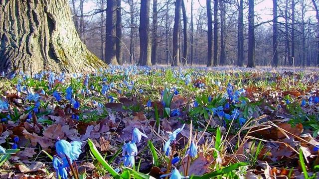 Тише мир. (стих в прозе)