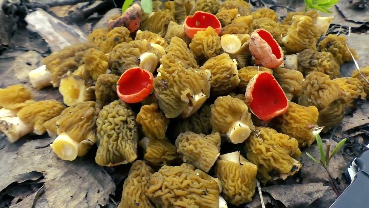 Сморчковые грибы на севере Подмосковья! ЭТО ТОЛЬКО НАЧАЛО ИЛИ УЖЕ КОНЕЦ?!