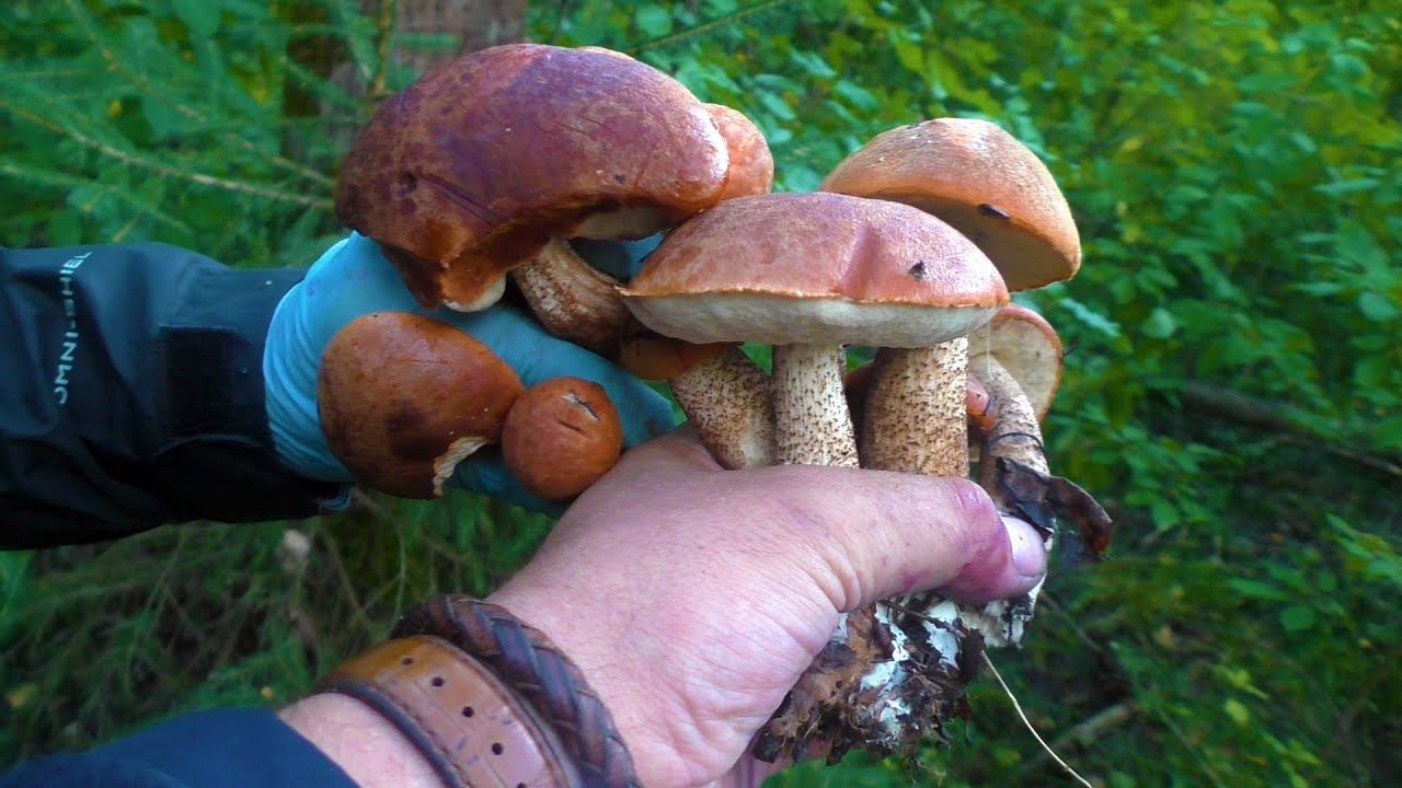 Последний слой. Грибы в Подмосковье под конец лета. Белые грибы, подосиновики и черника.