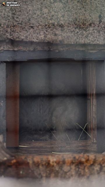 Манул Свэн умывается в домике. Ленинградский зоопарк