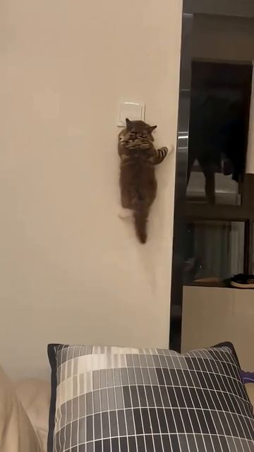 cute little kitten🐱