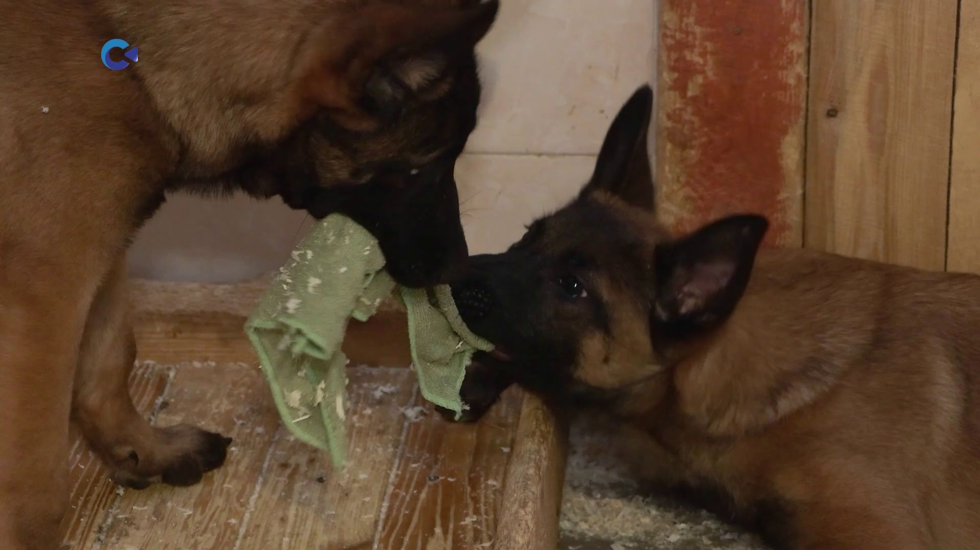 «СВОи» | 21.01.2026