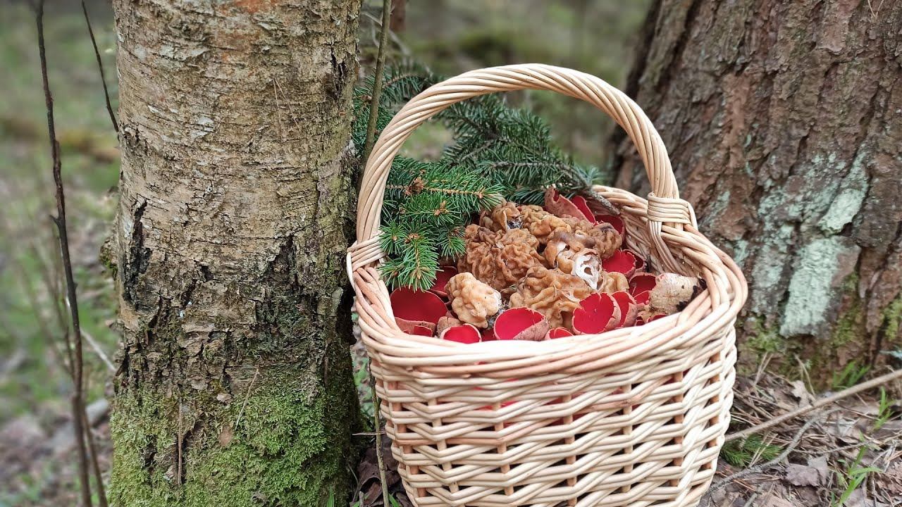 ВЕСЕННИЕ ГРИБЫ У ДОМА | ГОТОВИМ СЪЕДОБНЫЕ СТРОЧКИ В ЛЕСУ