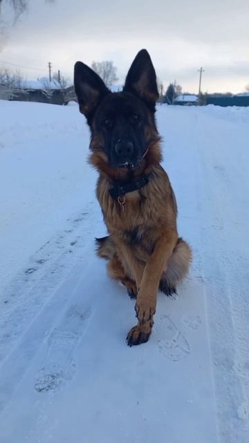 Дай пять! Баларис АЙНА БРАЙТ СТАР