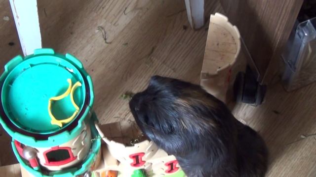 Блэкки июль 2023 летние вкусности