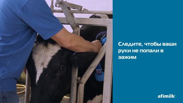 Крепление AfiCollar на шею коровы