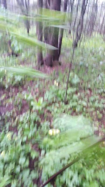 ✔Ищем🚶♂️➡️ ядовитые💀 грибы🍄 в хвойном🌲 лесу✔