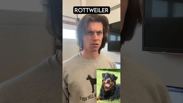How Dog Breeds React to Robbers Part 2 (With Pictures)