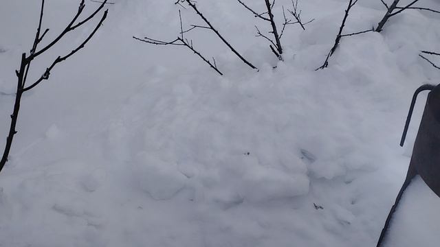 январь укрываем персик снегом