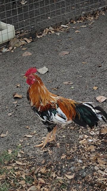 петухи Малайзии