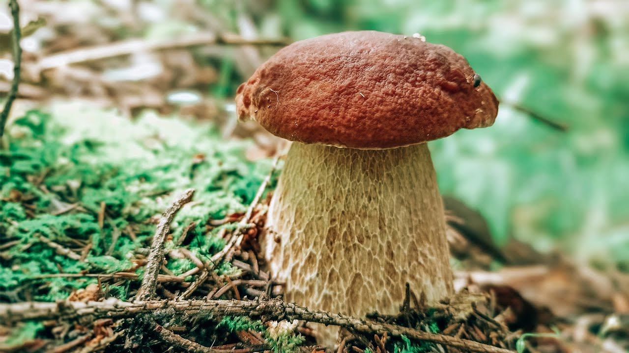 Грибной поход по неизведанному | за белыми грибами | как проходит разведка новых грибных мест.