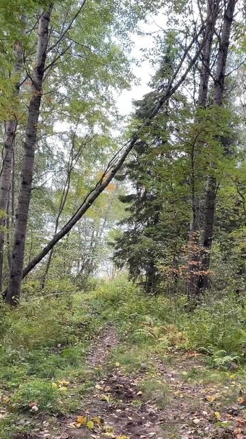 Дорога к секретному озеру в тайге