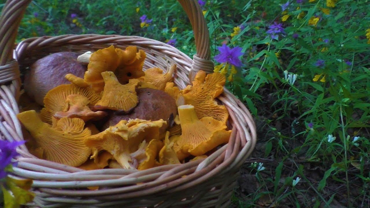 Грибные дары южных лесов Подмосковья. Встретил заблудившегося грибника.