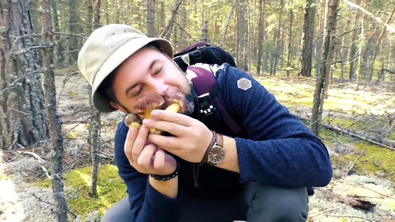 В ЭТОМ БОРУ БОРОВИКИ ПОВСЮДУ. ЗА ГРИБАМИ ТУДА ГДЕ КОРЗИНЫ ЛОМЯТСЯ ОТ ГРИБОВ.