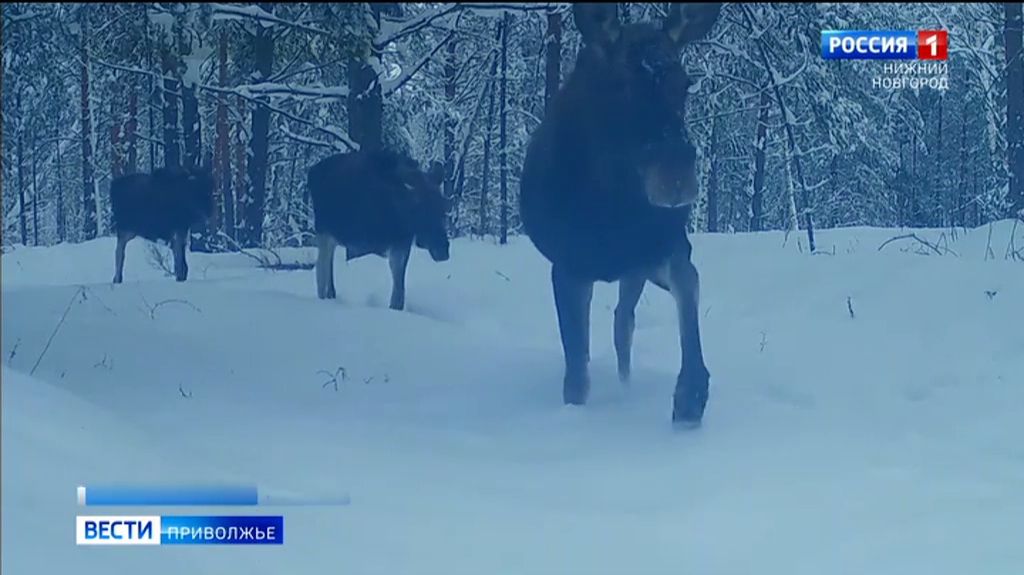 В объектив фотоловушки на днях попали лоси