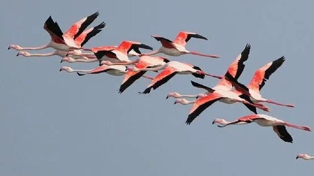 Парящие над водой