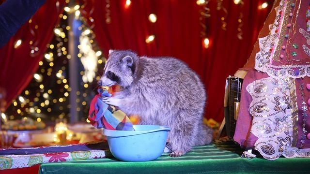 Шоу с енотом