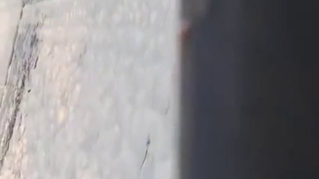 Рыжая воровка: по- крупному!😆😆😆