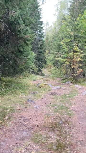 Страшная глухая тайга