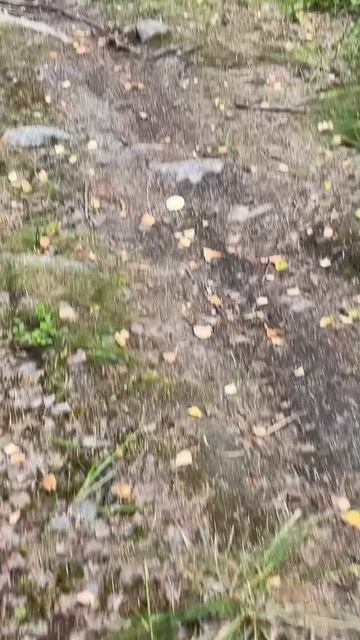 Матёрая глухая тайга