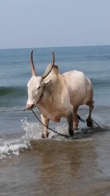 Бычара и море