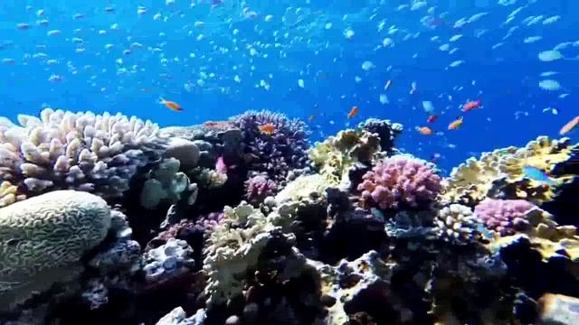 Человек-Амфибия буктрейлер