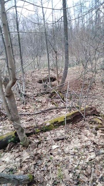 ✔Маленький пруд💧 в глухой лесной🌿 чаще✔