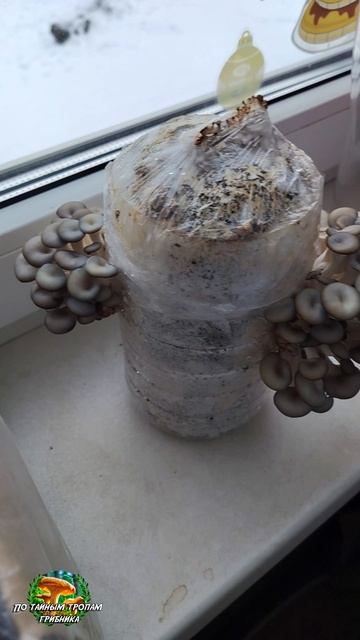 Грибы на подоконнике