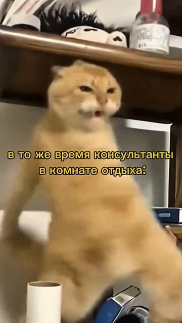 Танцы танцами, а консультирование по всем вопросам