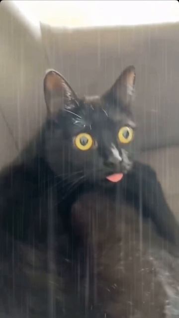 🐈⬛  Игрушка 🧸 или нет? Подпишись 👉