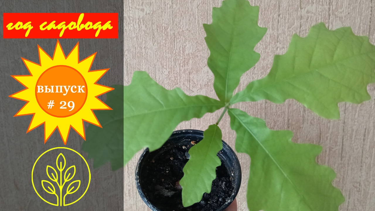 Год садовода #29