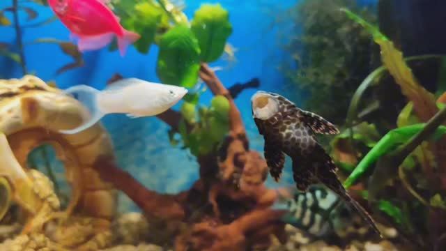 Мой подводный мир: Магия аквариума.