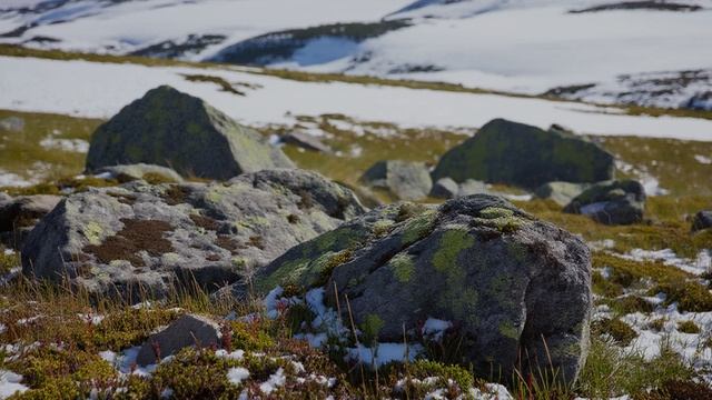 Рост растений под снегом: адаптация