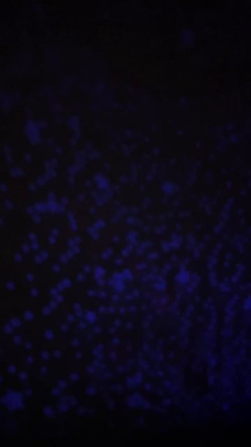 Snippet Alina Svetlaya - В Затерянной стране