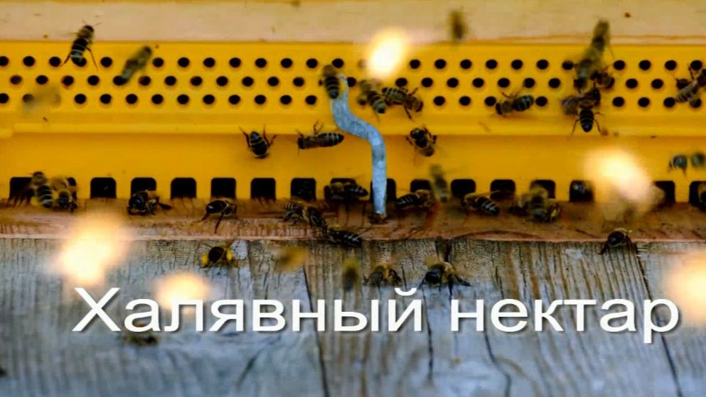 Халявный нектар. Стихи, монтаж и генерация звука в ИИ - Е.Доставалов