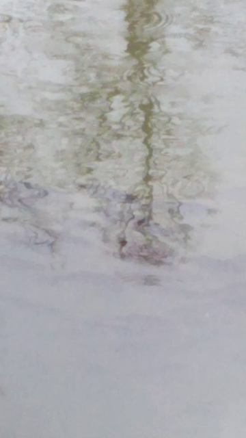 ✔Тайное лесное🌿 озеро💧 кишит рыбой🐟✔