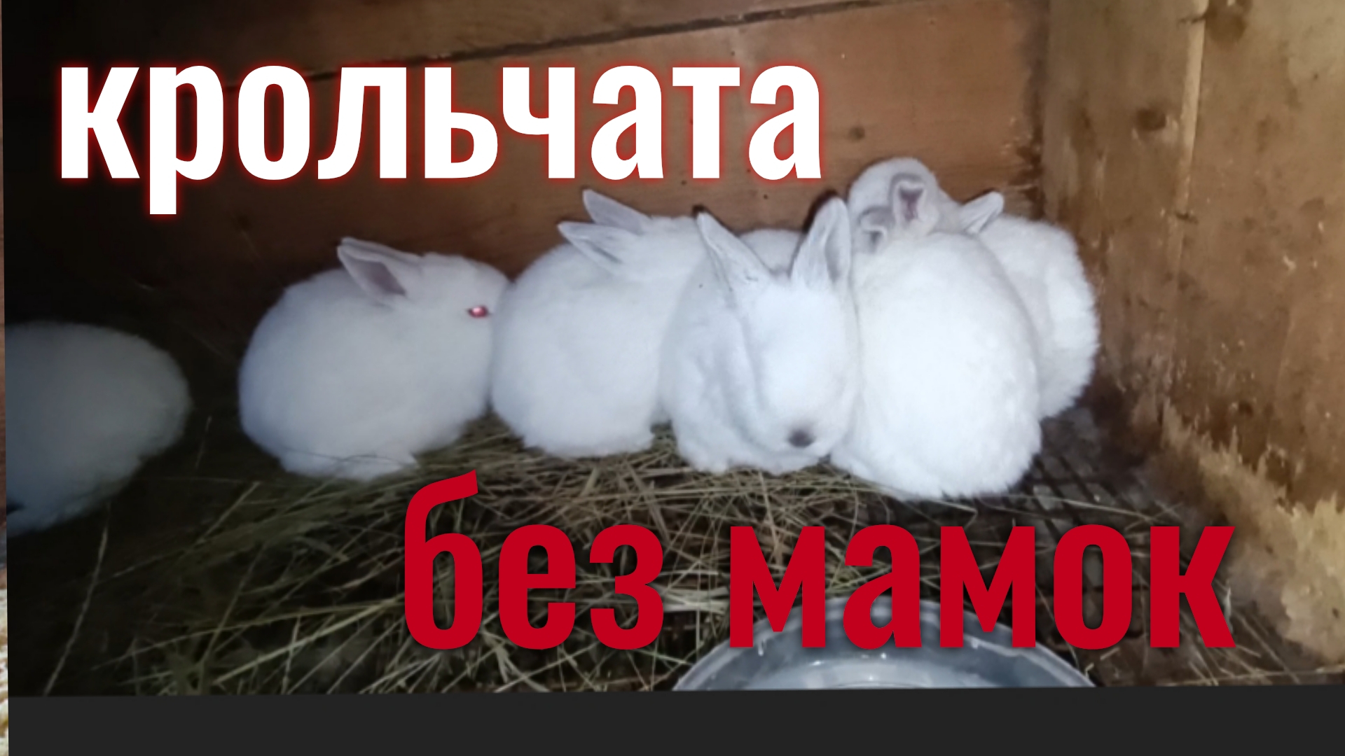 Умерли крольчихи. Как жили крольчата без матерей?