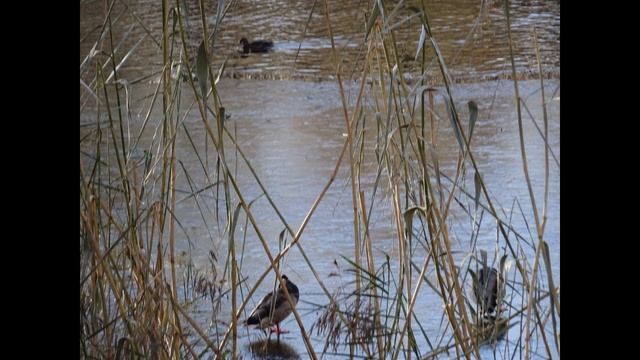 Высотская Ольга Осеннее утро