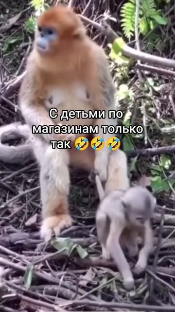 Как ходить с детьми в магазине) #магазин #дети #суета #папатрехпринцесс #юмор #шутка #прикол #топ