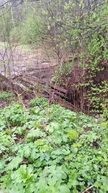 ✔Ещё один прудик💧 в глухой таёжной 🌿чаще. Часть 3✔