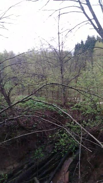 ✔Ещё один прудик💧 в глухой таёжной 🌿чаще. Часть 5✔