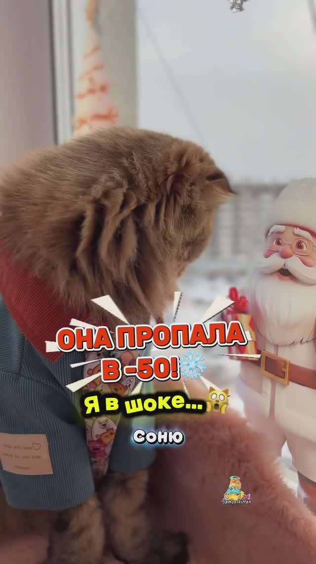 А сколько у вас градусов?❄️😸 #котики #юмор #животные