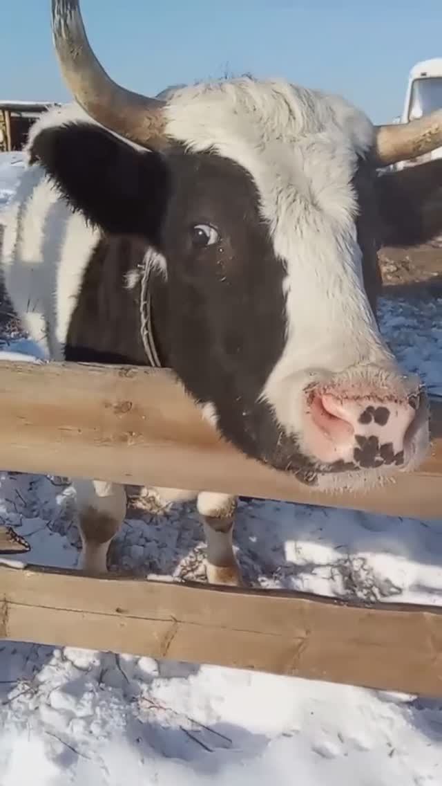 Из Белоруссии в Сибирь с любовью 🥰🥰🥰 17.01.26