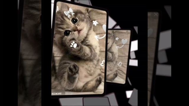 Эдит на котиков!