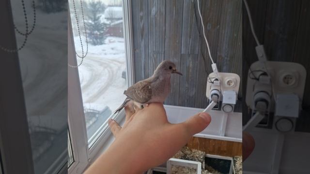 Птенец бриллиантовой горлицы, 17 дней