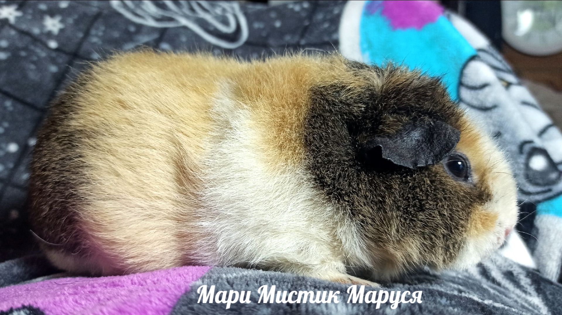 Почему я НЕ рекомендую заводить грызунов маленького возраста для детей? #хомяк_кэмпбелла #свинки