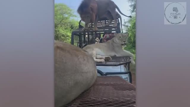 ОПАСНЫЕ МОМЕНТЫ ЖИВОТНЫХ В САФАРИ