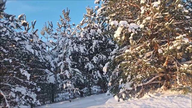 На  зимней лесной дороге