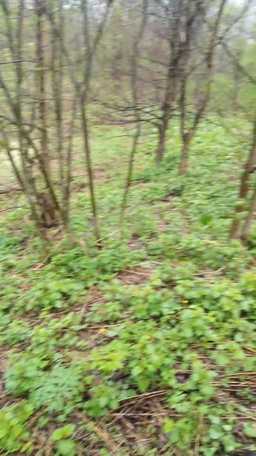 ✔Ещё один пруд💦 в глухой таёжной 🌿чаще✔