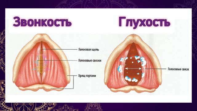 глухие и звонкие звуки